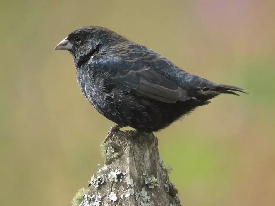 Especies y biodiversidad | Veolia Colombia | Cali